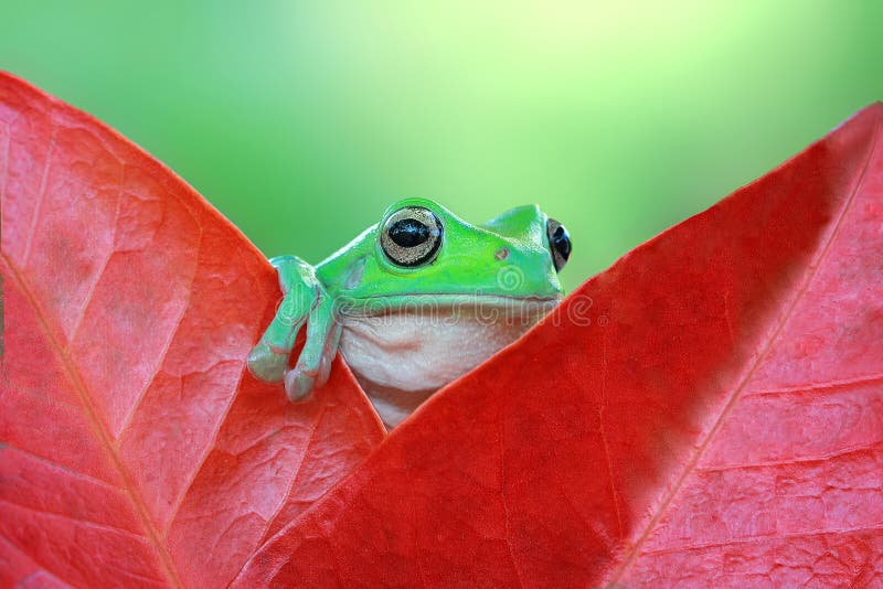 Dumpy Tree Frog stock photo. Image of cute, conservation - 32776334