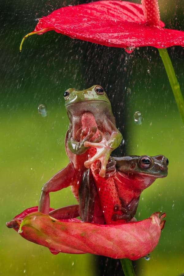 Dumpy White Tree Frog on a Red Flower during the Rainfall Stock Photo ...