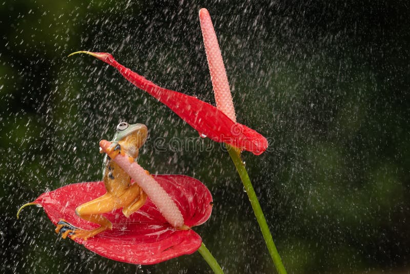 Dumpy White Tree Frog on a Red Flower during Rainfall Stock Photo ...