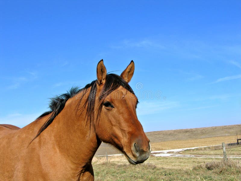 2,402 Dun Horse Stock Photos - Free & Royalty-Free Stock Photos from ...