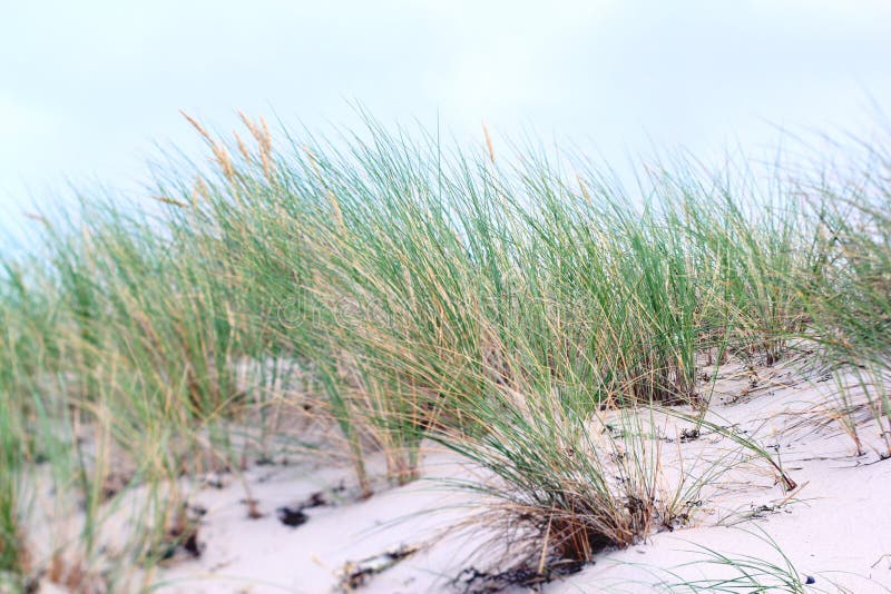 Playa De Dunas Costeras Vista Desde El Cielo Imagen de archivo - Imagen ...
