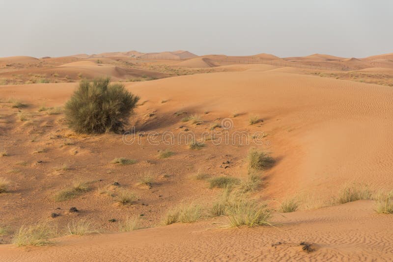 Duna Di Sabbia Con L'arbusto Ed Il Vento Trace Texture Al Dubai ...