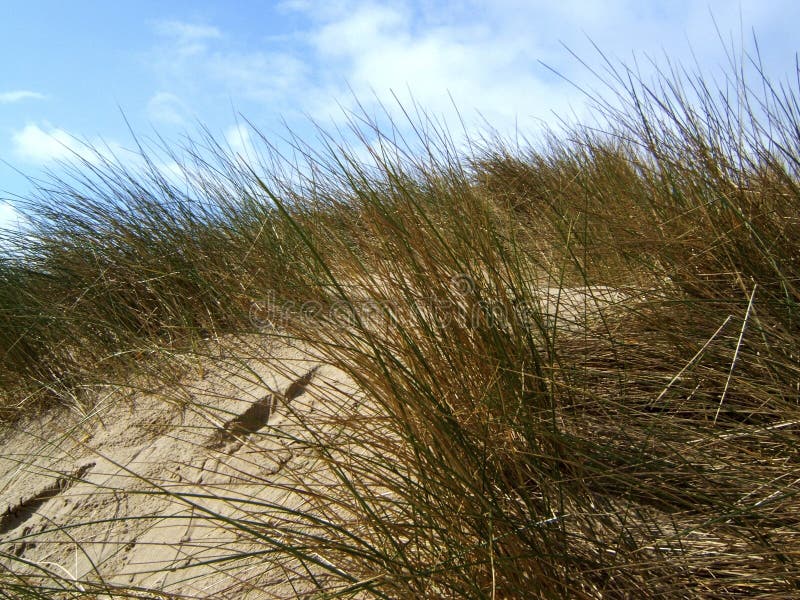 Dunas de la playa imagen de archivo. Imagen de playas, cielo - 638085
