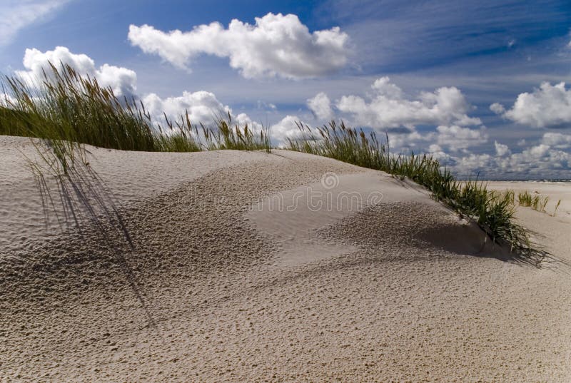Dunas En La Playa Imagen. Imagen: 8026859