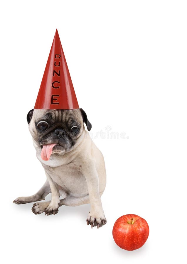 Dunce stock photo. Image of furry, licking, apple, dunce - 12293342