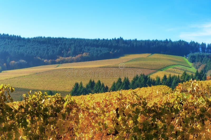 Dundee Hills Vineyards in Oregon Stock Photo - Image of wine, covers ...
