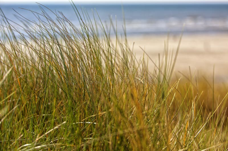 Dune Grass stock photo. Image of plant, north, nature - 358904368