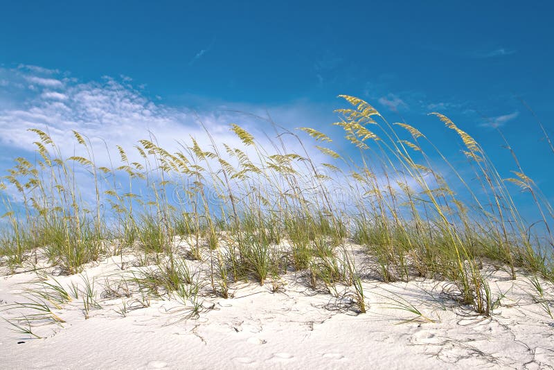 Dune grass near the beach stock image. Image of copy - 11985031
