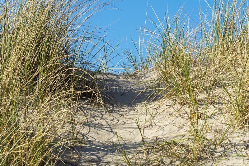 Dune Grasses in detail stock image. Image of hayfever - 116830209