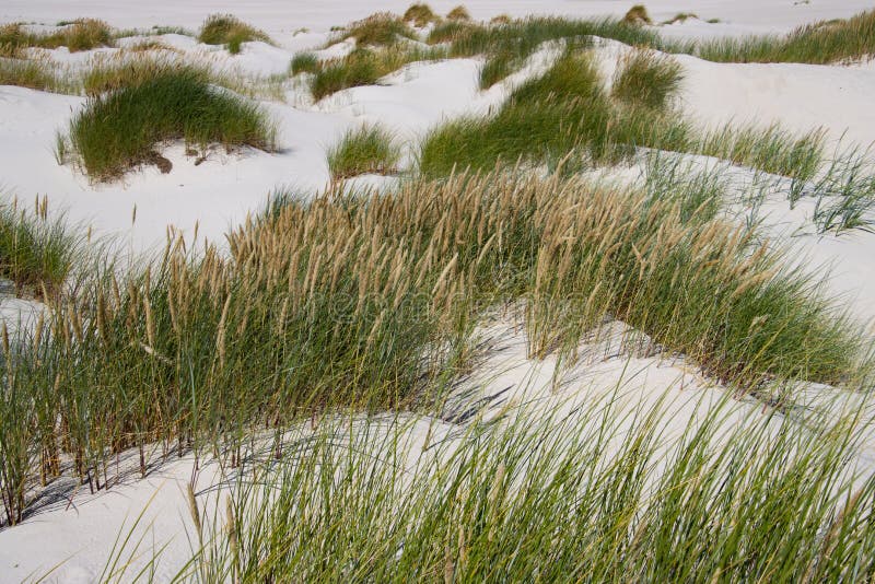 Dune Landscape on the Island of Amrum Stock Image - Image of nature ...