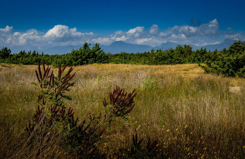 Dune Path on the Beach in Italy Stock Photo - Image of dune, coastal ...