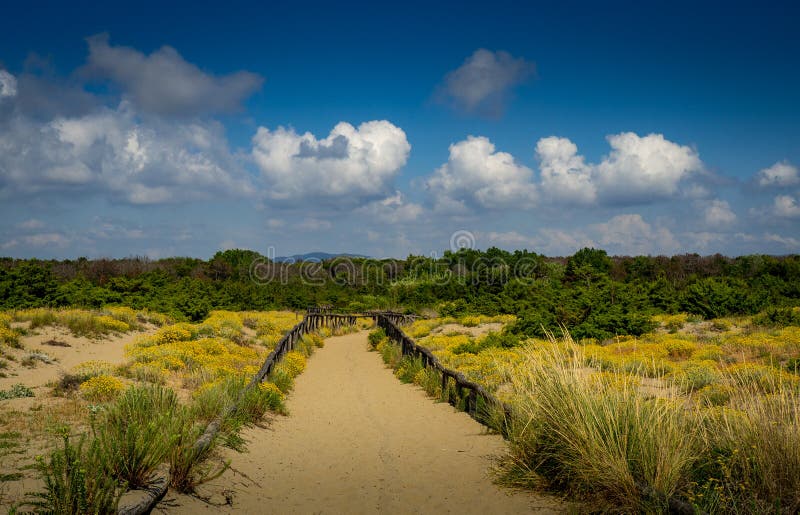 Dune Path on the Beach in Italy Stock Photo - Image of coastal, fence ...