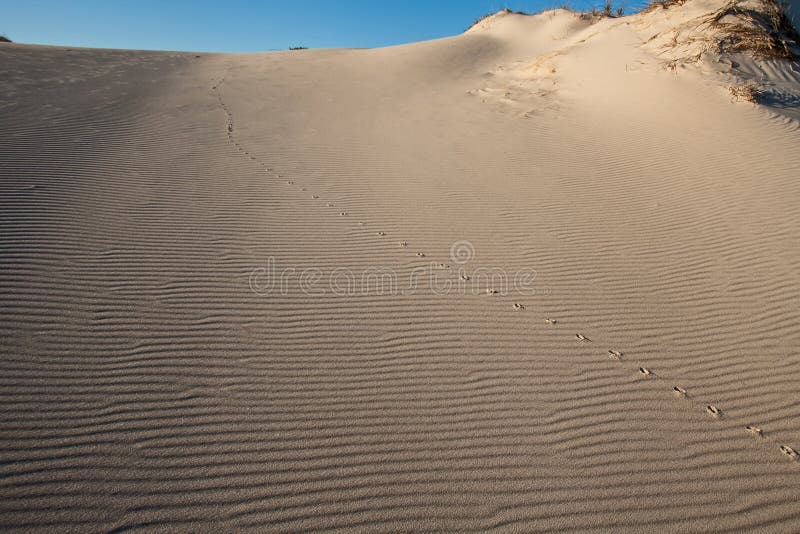 Dune Tracks 11356 stock photo. Image of hiking, namaqualand - 268214670