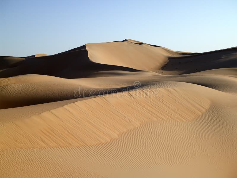 Empty Quarter Camels stock photo. Image of scenic, nature - 16832744