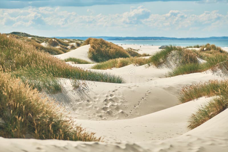 Dunes at the Beach of the Jammerbugt in Northern Denmark Stock Image ...