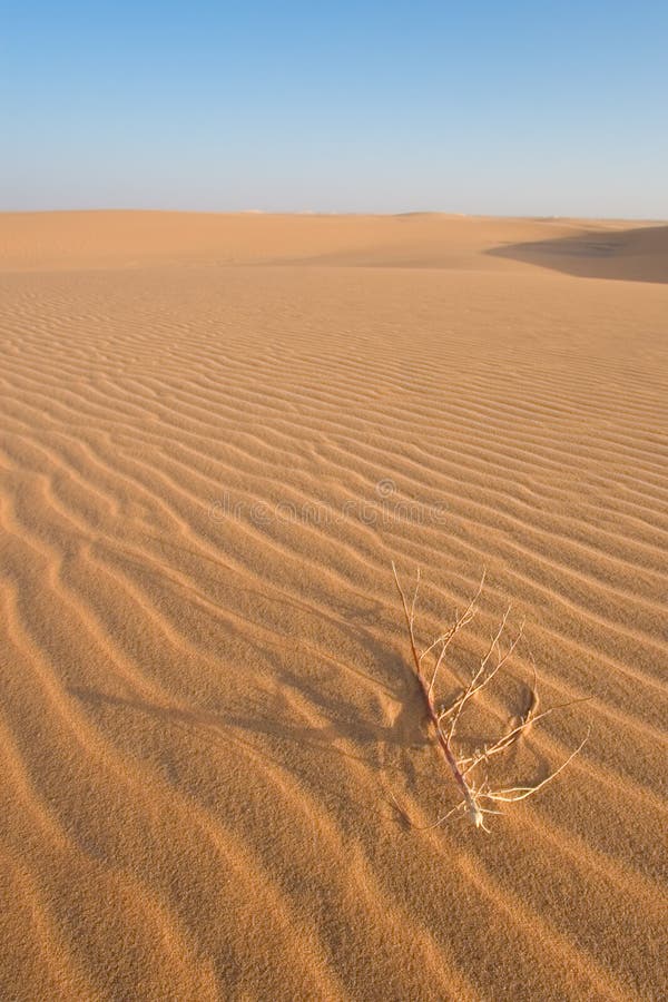 Dunes in the desert stock photo. Image of hard, sand, arid - 6777776