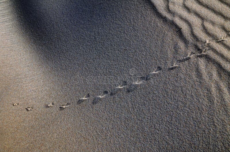 Lizard Footprints in the Sand Trails, Detailed Close Up Macro in Red ...