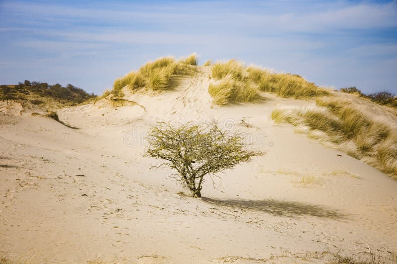 Dunes in Netherlands. Beautiful Spring Landscape Stock Photo - Image of ...