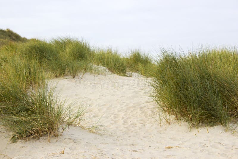 The Dunes in Renesse in the Netherlands Stock Image - Image of renesse ...