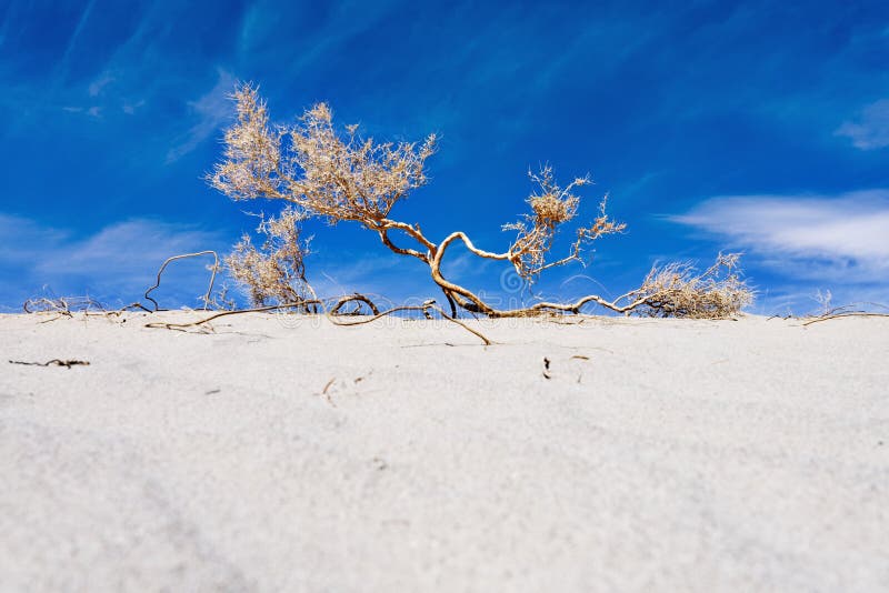 Bush on sand stock image. Image of outdoors, level, barren - 11856611
