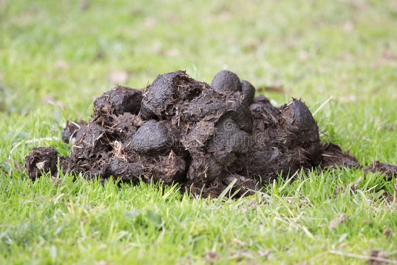 Dung stock image. Image of field, organic, matter, animal - 10446301