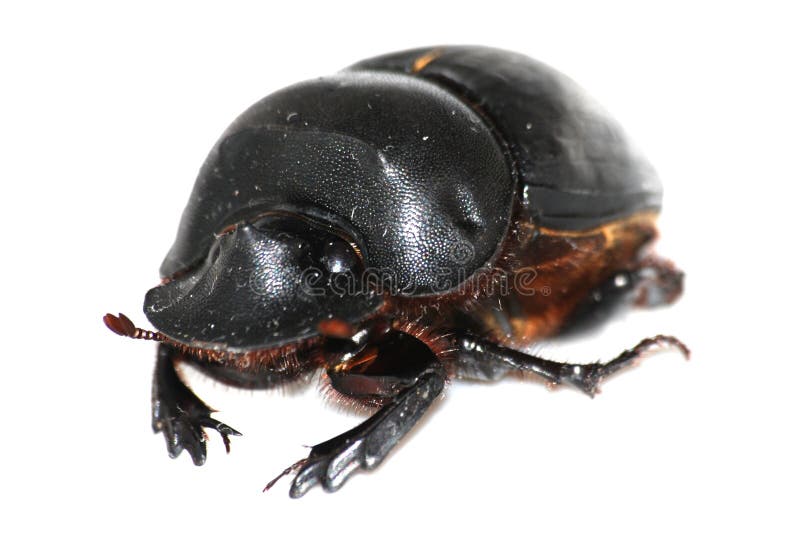 Dung beetle closeup stock photo. Image of insect, primative - 34521922