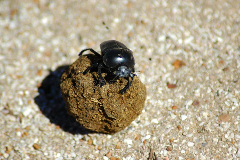 Dung beetle closeup stock photo. Image of insect, primative - 34521922