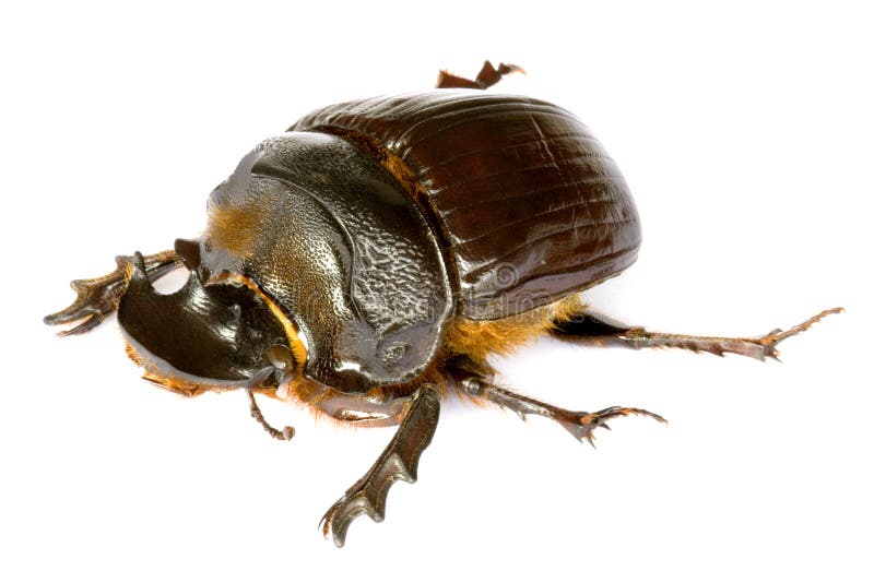 Dung beetle closeup stock photo. Image of insect, primative - 34521922