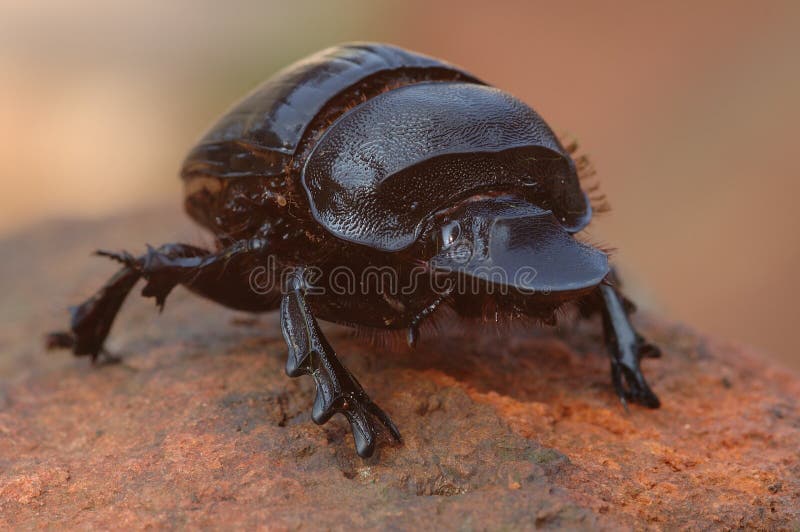 Dung beetle closeup stock photo. Image of insect, primative - 34521922