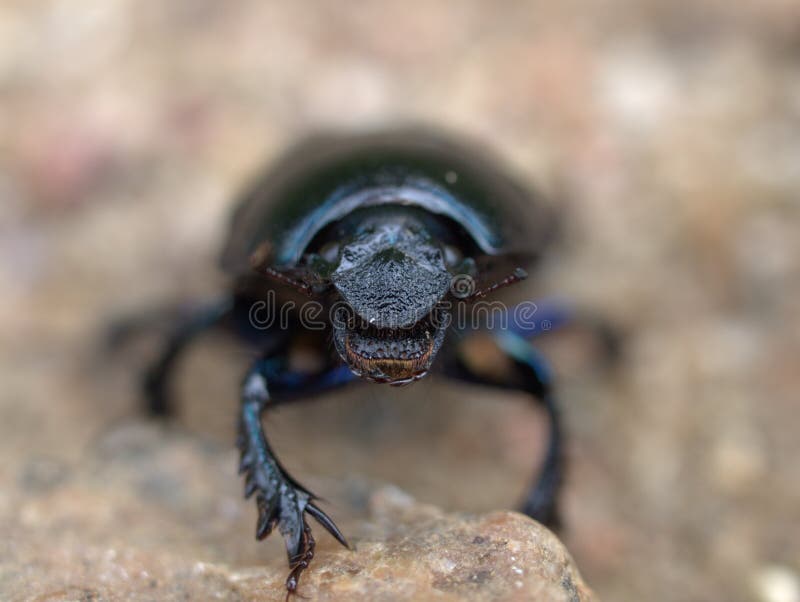 Dung Beetle Picture. Image: 9807551