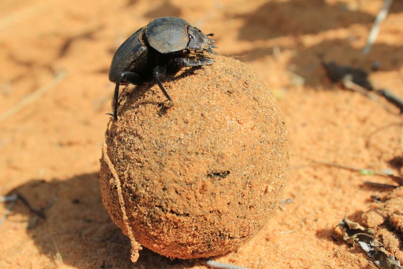 Dung Beetle, African Insect That Loves His Job Stock Image - Image of ...
