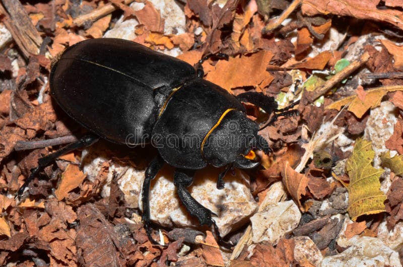 Dung Beetle stock image. Image of arthropod, leaf, close - 62643561