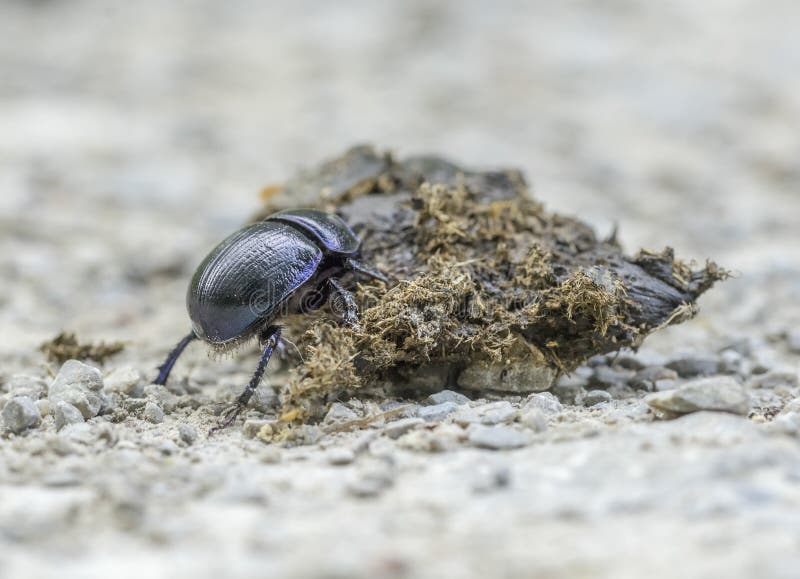 Dung beetle closeup stock image. Image of fauna, black - 106283591