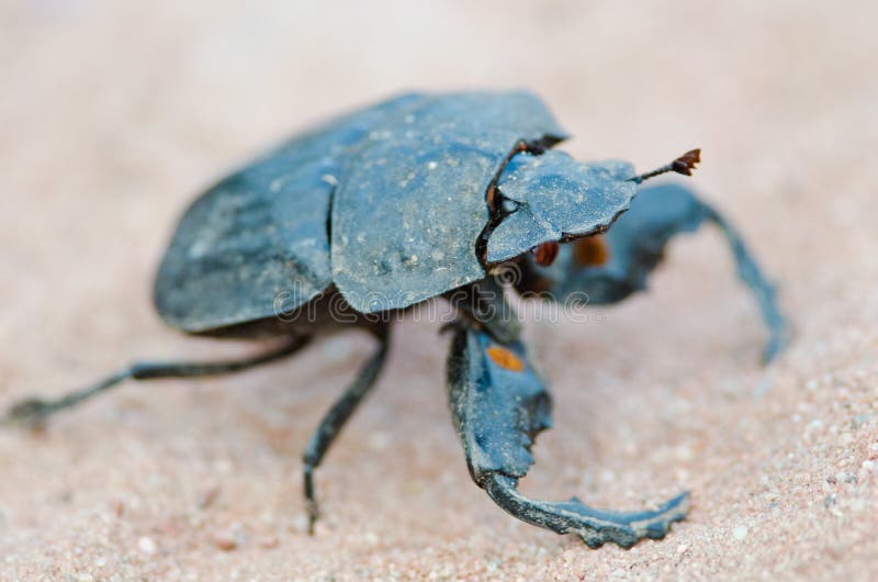 Dung beetle closeup stock photo. Image of insect, primative - 34521922