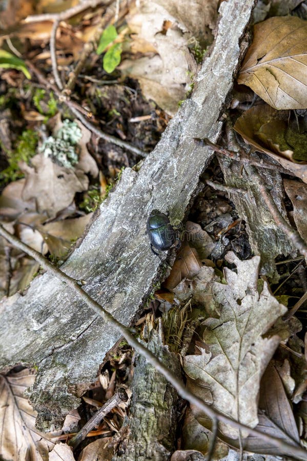 Dung Beetle or the Dumbledore (Geotrupes Stercorarius) Climbing Over ...