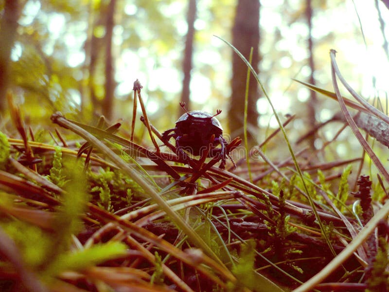 Dung Beetle on Forest Litter Stock Photo - Image of beetle, animal ...