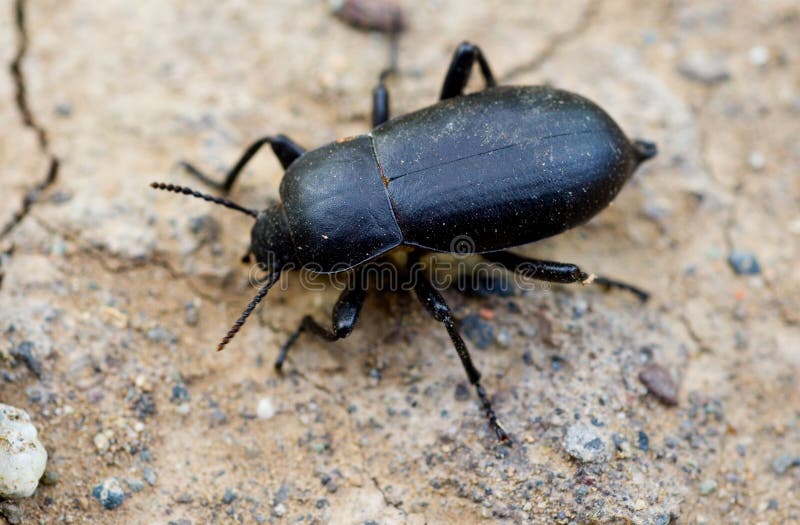 Dung beetle stock image. Image of geotrupidae, insects - 40593713