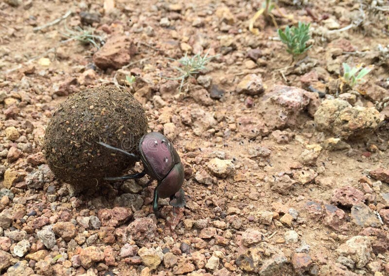 Dung beetle stock image. Image of insect, dung, beetle - 64544679