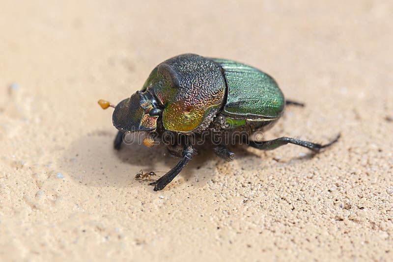 Tumblebugs Stock Photos - Free & Royalty-Free Stock Photos from Dreamstime