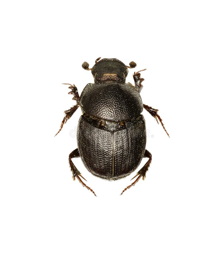 Dung Beetle Sisyphus Auf Weißem Hintergrund Stockbild - Bild von ...