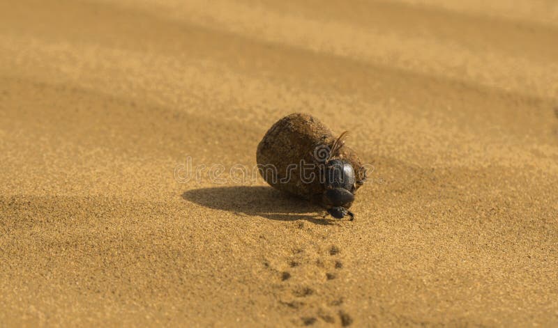 105 Dung Beetle And People Stock Photos - Free & Royalty-Free Stock ...