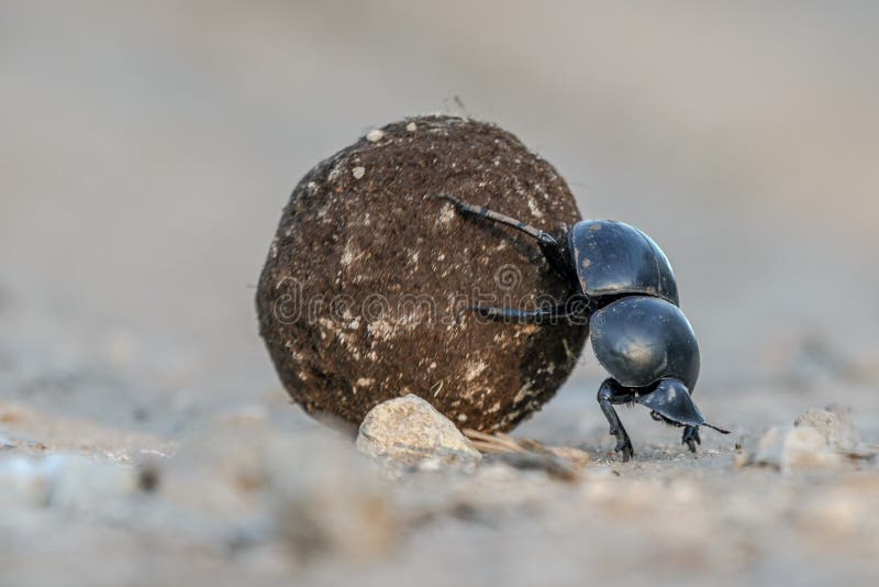 Dung Beetle Rolling a Dung Ball Stock Photo - Image of ground, wild ...