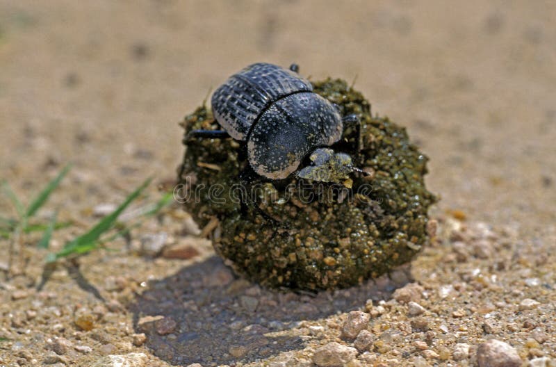 Bousier stock image. Image of individual, africa, kenya - 170182855