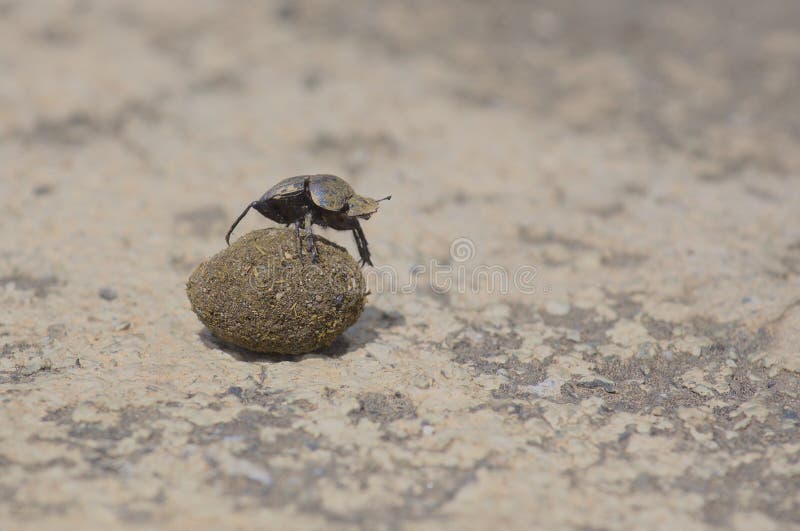 Dung Beetle Rolling a Ball of Dung by the Roadside, Hell S Gate ...