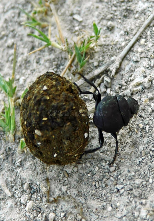 Dung Beetle Rolling Dung in Gat Stock Afbeelding - Image of kamperen ...