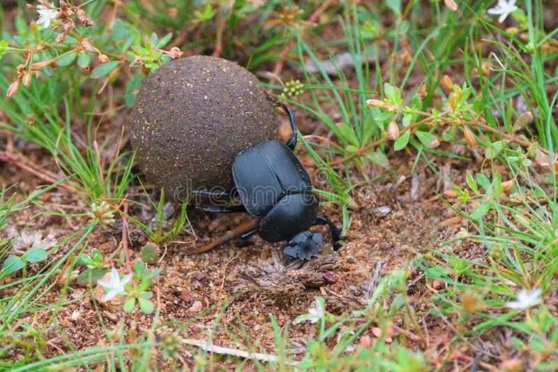 Dung Beetle Rolling Its Ball Stock Image - Image of nature, beatle ...