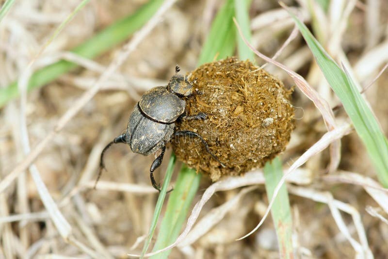 Dung beetle stock image. Image of black, geotrupidae - 42122081