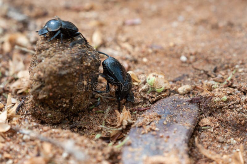 131 African Dung Beetle Stock Photos - Free & Royalty-Free Stock Photos ...