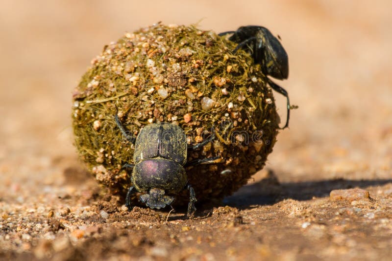 Dung Beetles stock image. Image of ground, mates, beetle - 11494503