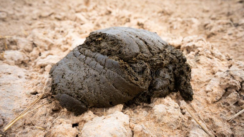 Dung stock photo. Image of dirty, buff, dropping, animals - 148054488